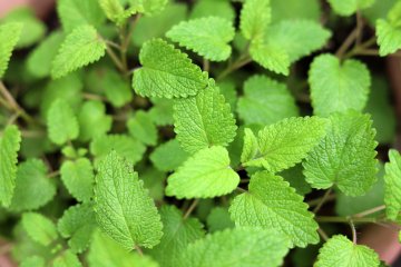 9 Heat-Tolerant Herbs That Grow Well in Hot Climates - Food Gardening ...