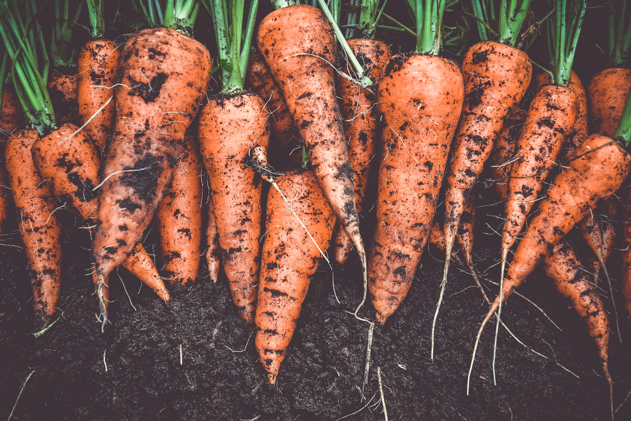 Introduction to Carrots - Food Gardening Network