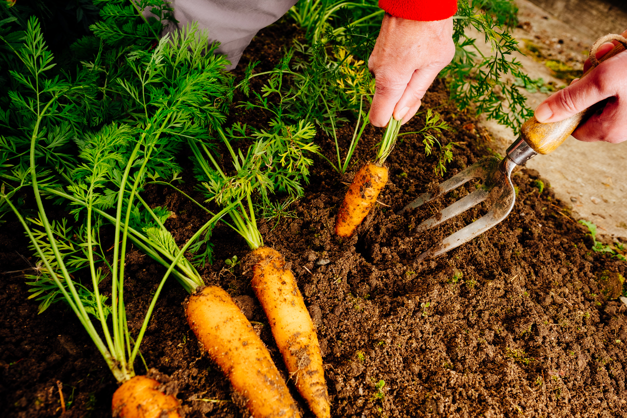 Essential Tools and Equipment for Growing and Enjoying Carrots - Food ...