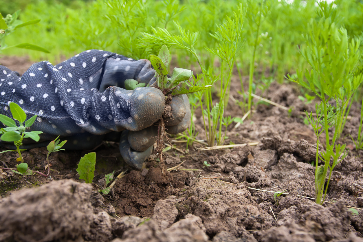 Nurturing your Carrots - Food Gardening Network
