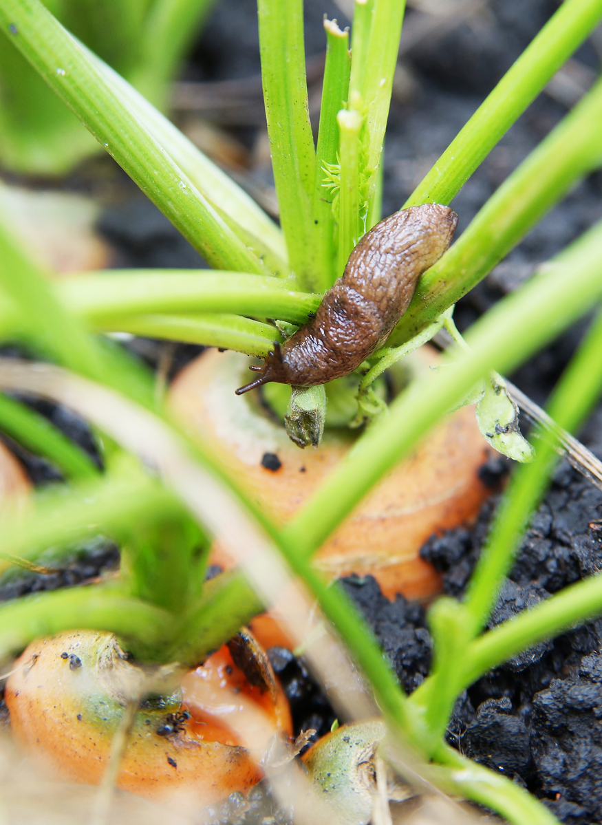 Dealing with Carrot Pests - Food Gardening Network