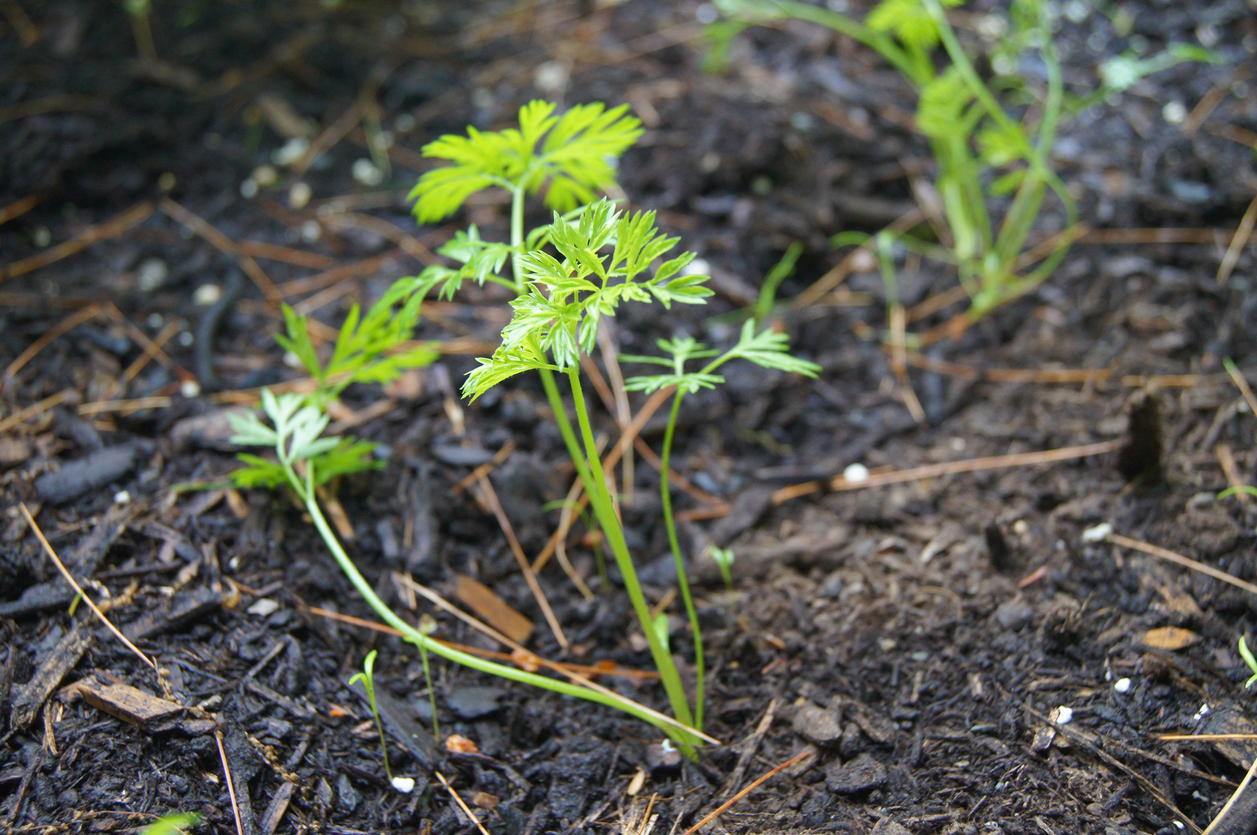 Where to Grow Carrots - Food Gardening Network