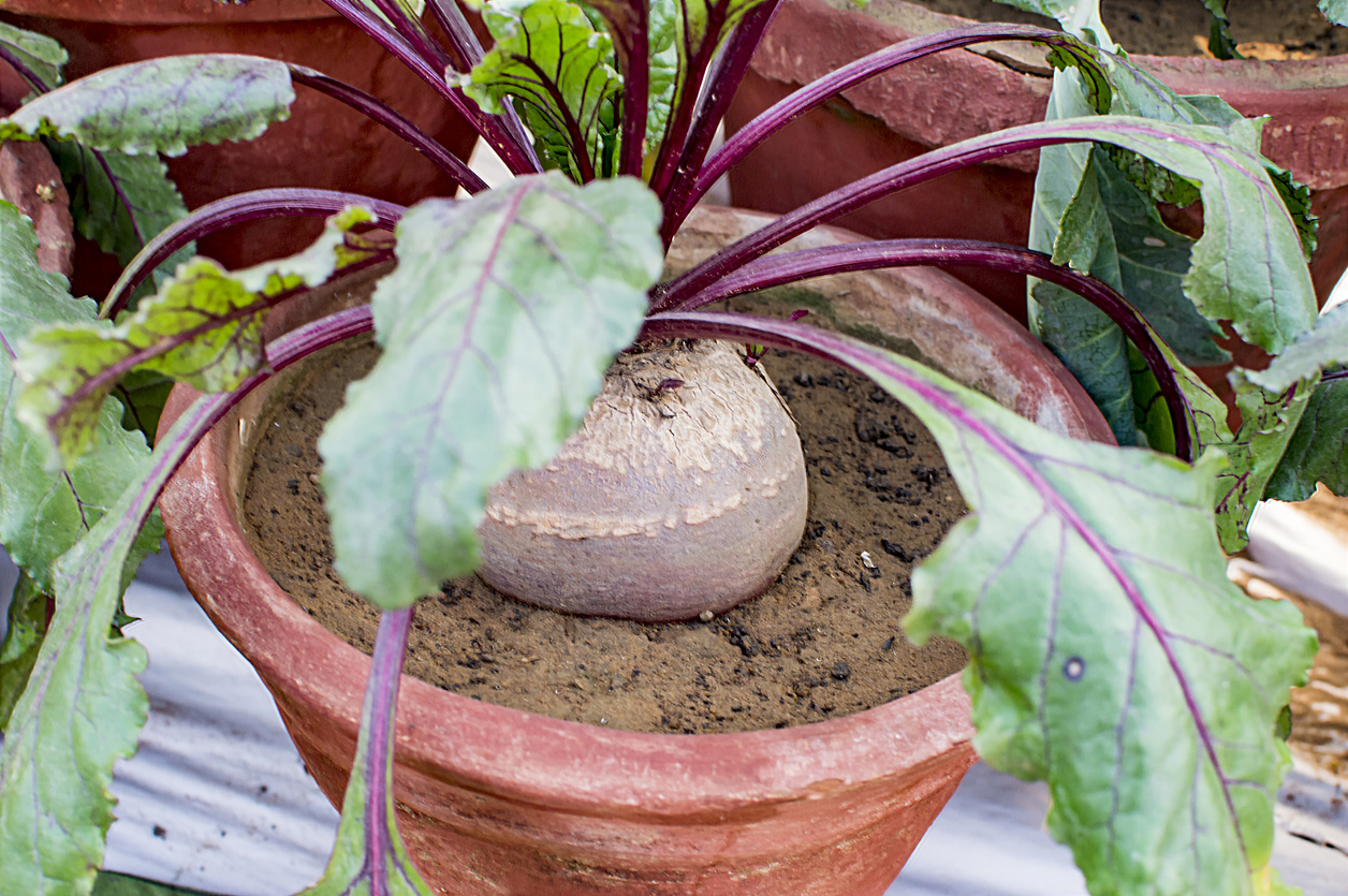 Growing Beets in Containers - Food Gardening Network