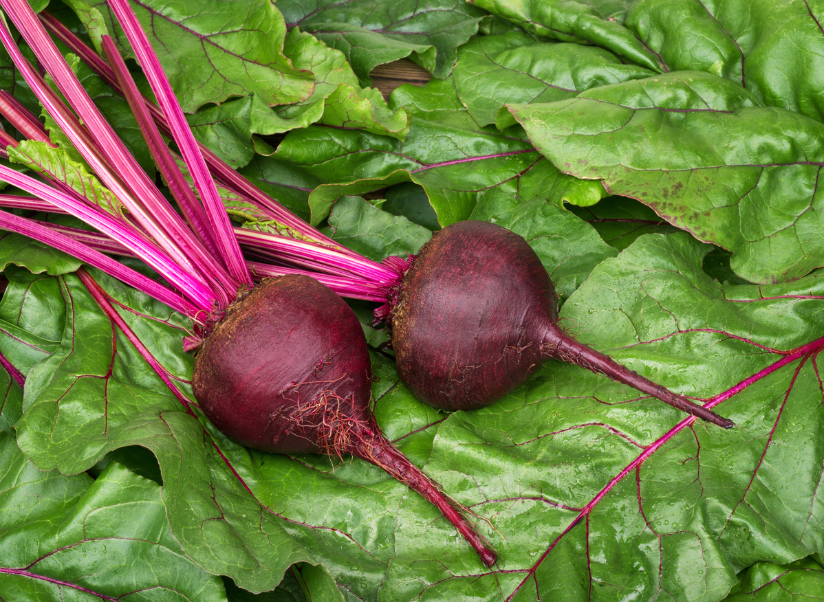 Lutz Green Leaf Beets - Food Gardening Network