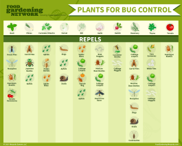 Plants for Bug Control Chart - Food Gardening Network