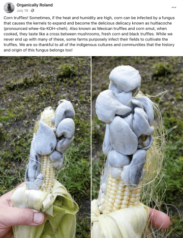 Attack of the Mutant Vegetables: The 6 Weirdest Vegetable Mutations ...