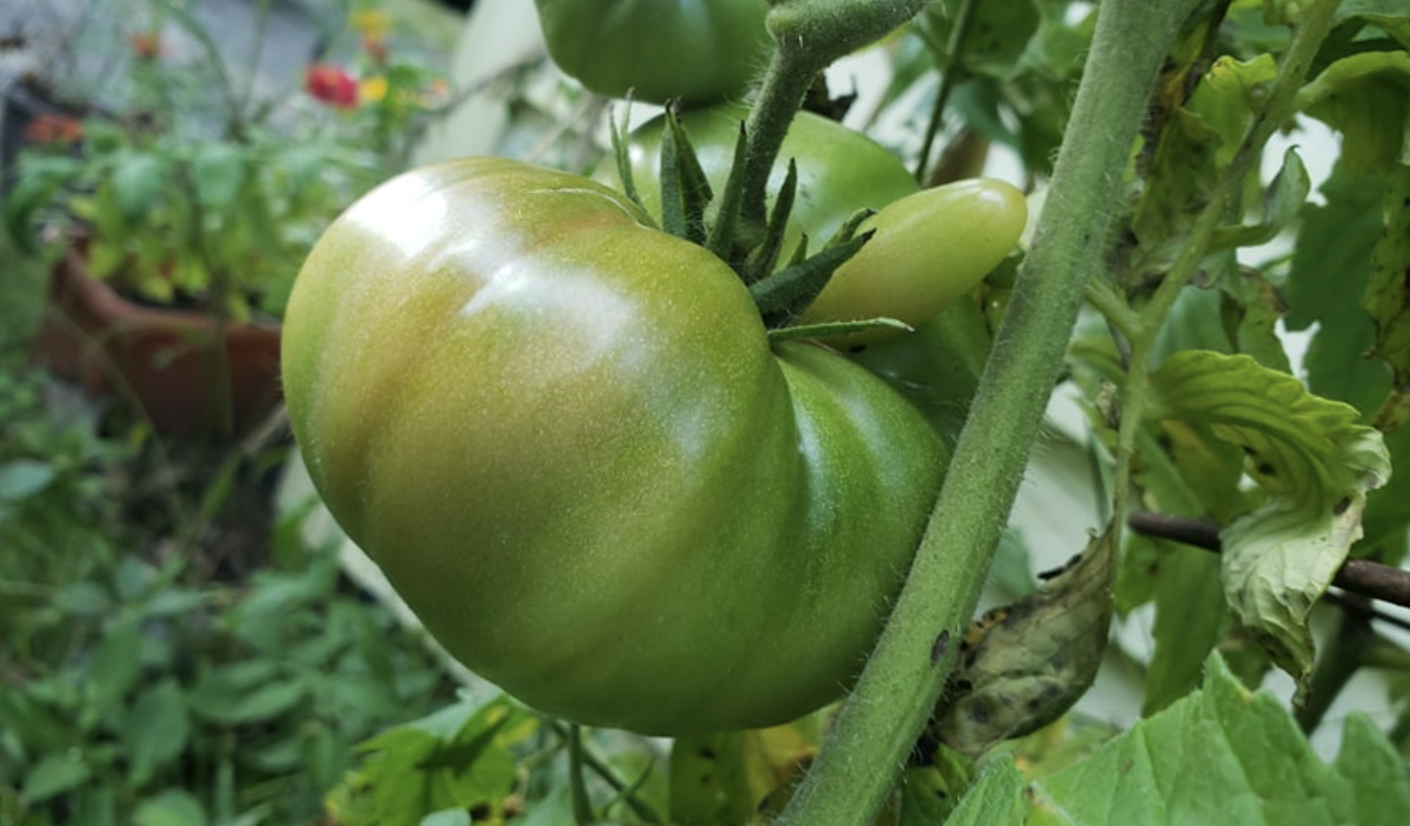 Attack of the Mutant Vegetables: The 6 Weirdest Vegetable Mutations ...