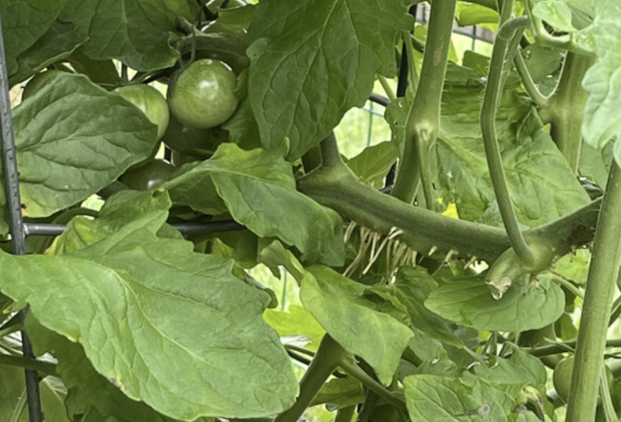 Attack of the Mutant Vegetables: The 6 Weirdest Vegetable Mutations ...