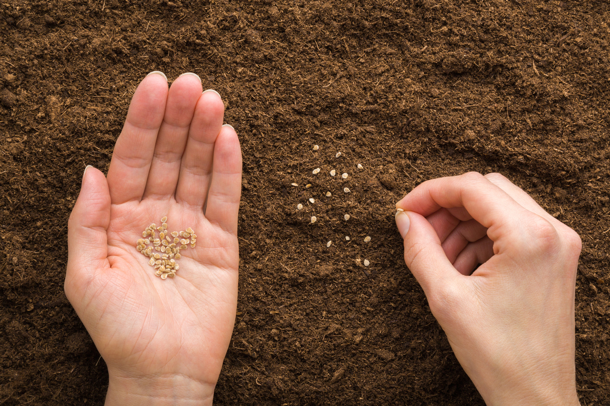10 Tips for Starting a Seed Library for Your Community - Food Gardening ...