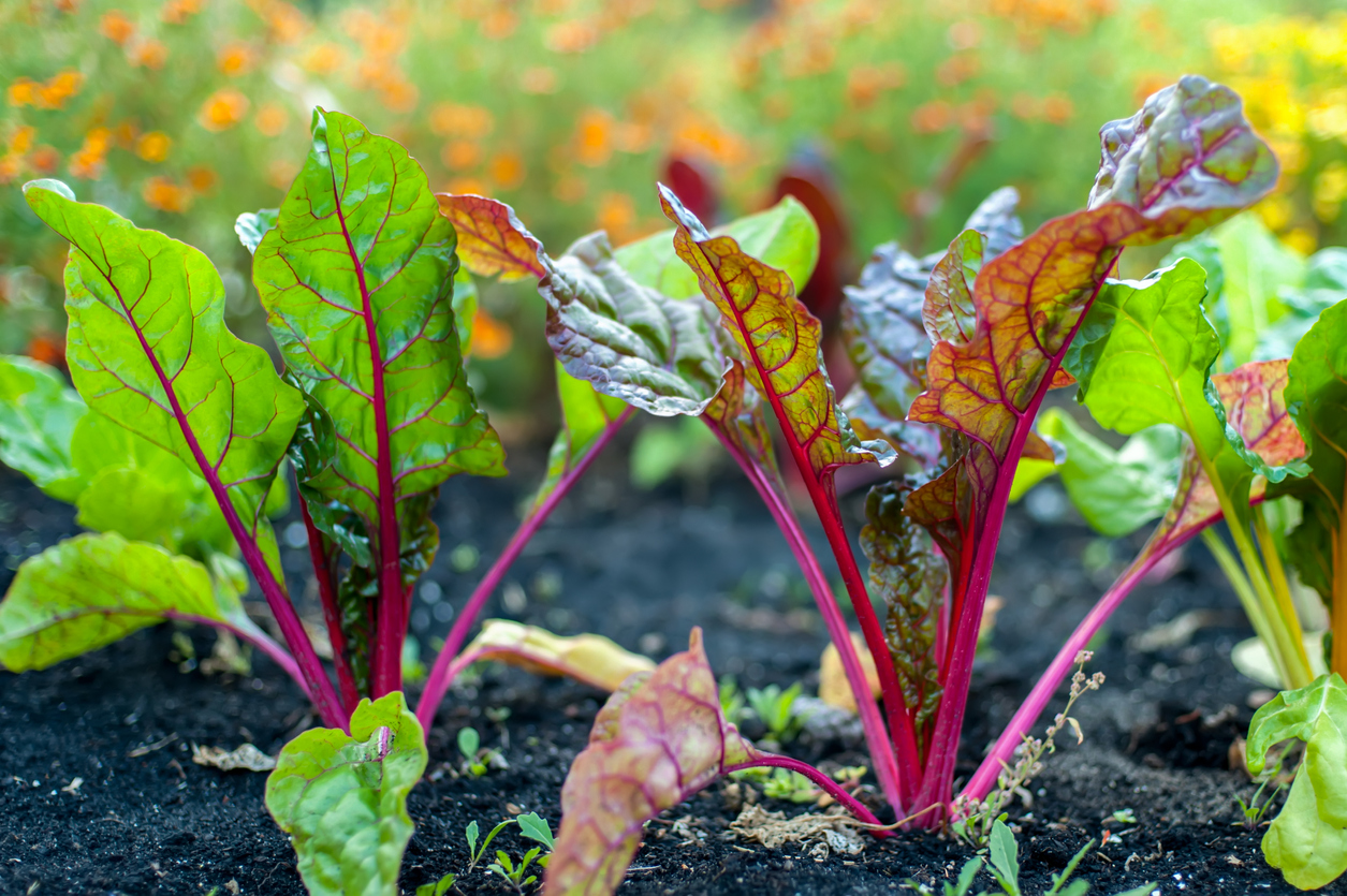 Beet Companion Plants: ﻿What to Grow with Beets - Food Gardening Network
