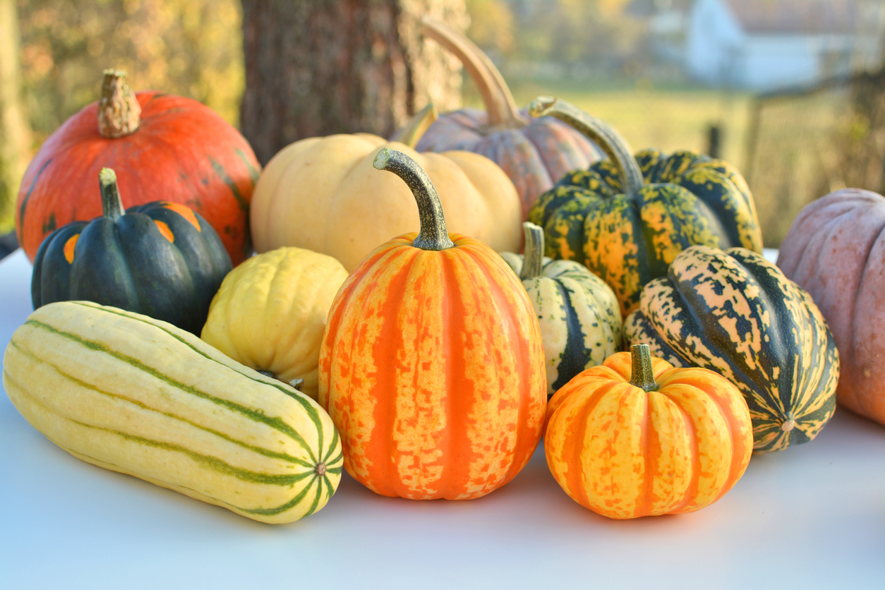 Introduction to Winter Squash - Food Gardening Network