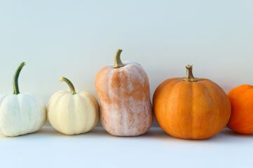 Autumn Frost Hybrid Squash (C. moschata) - Food Gardening Network