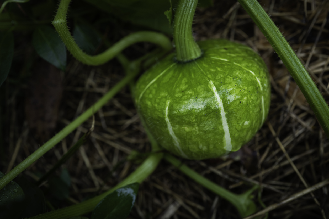 Planting Winter Squash in the Ground or in Raised Beds - Food Gardening ...