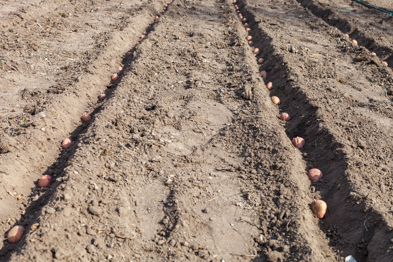 Planting and Hilling Potatoes - Food Gardening Network