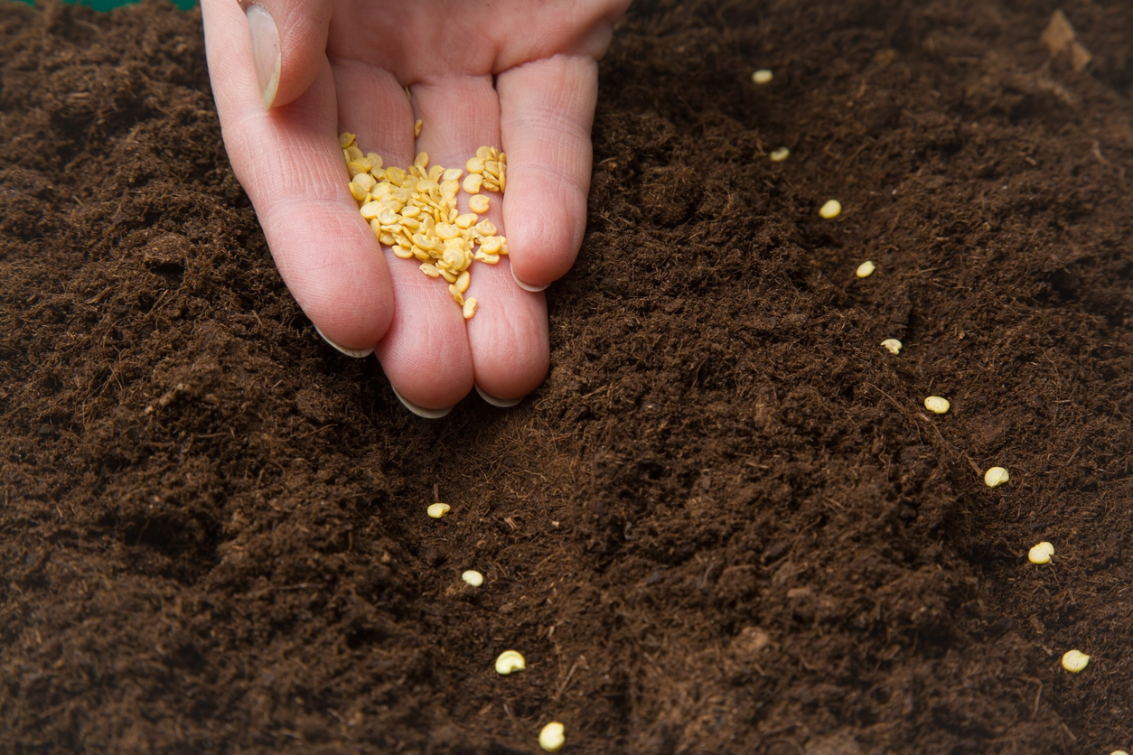 Growing Bell Peppers from Seeds or Seedlings - Food Gardening Network