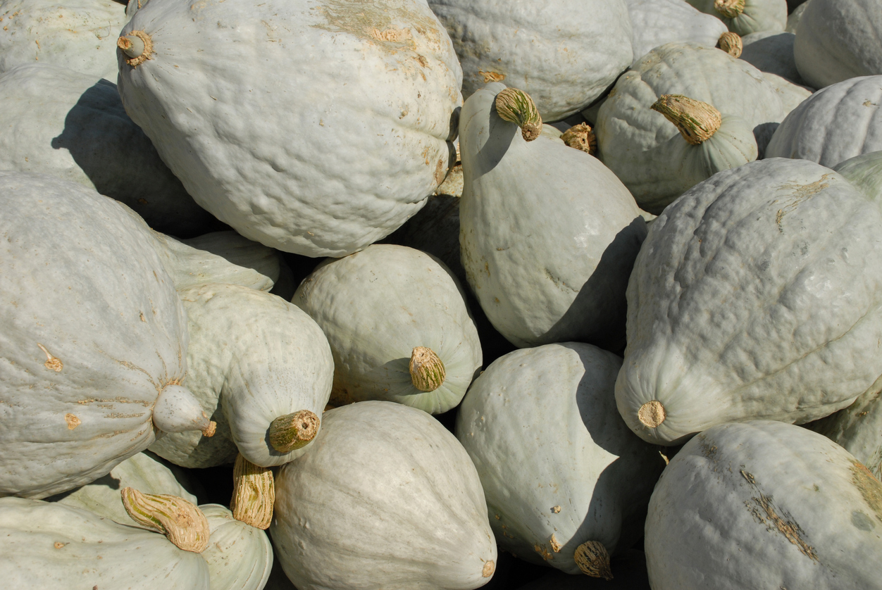 Storing and Preserving Your Winter Squash - Food Gardening Network