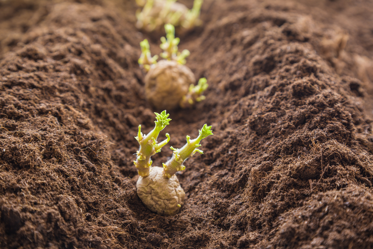 Planting and Hilling Potatoes - Food Gardening Network