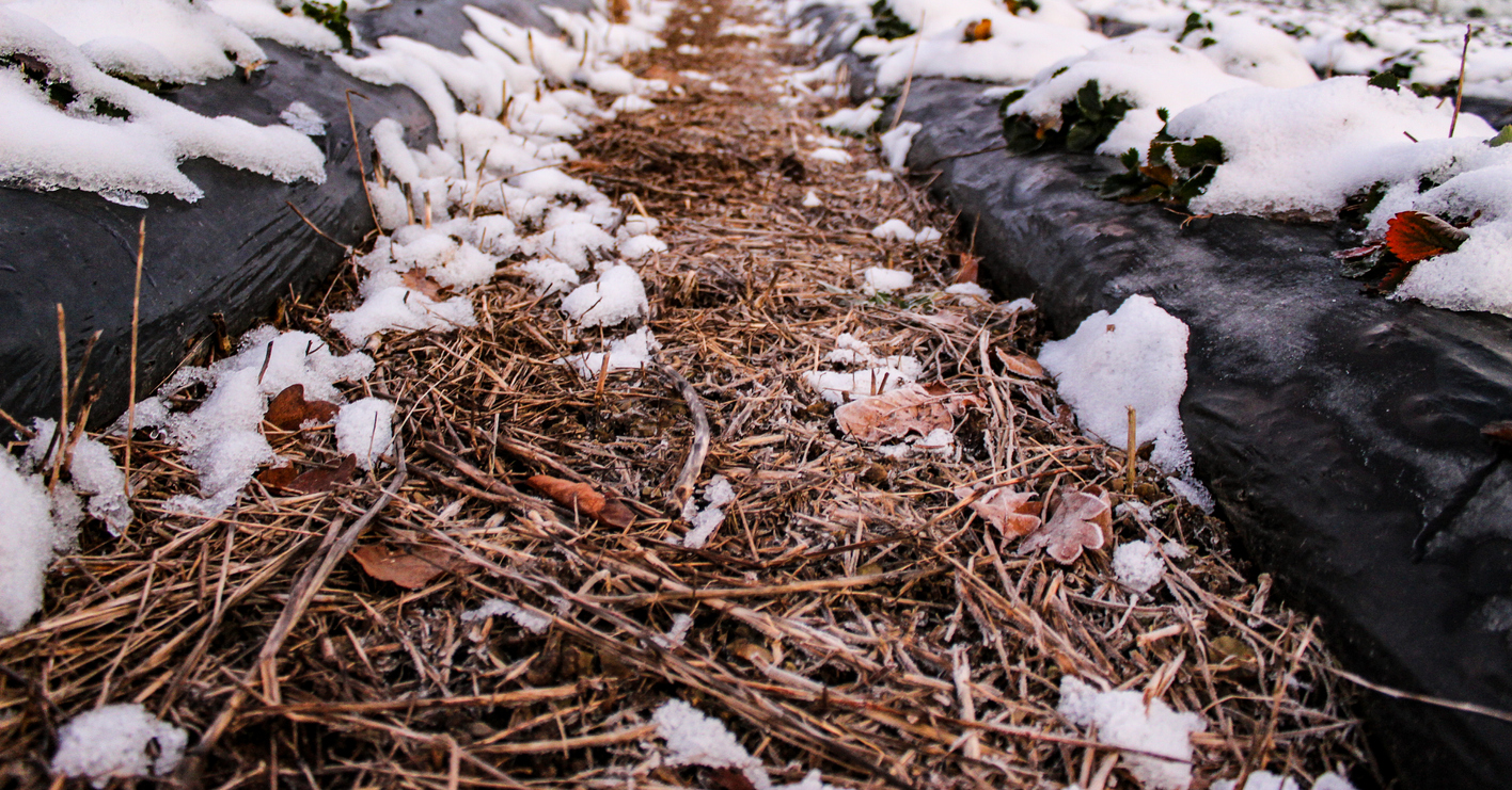 How to Cover a Garden Over the Winter - Food Gardening Network