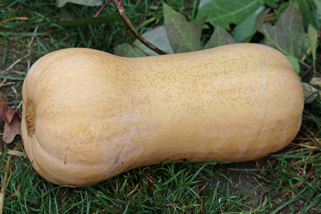 Waltham Butternut Squash (C. moschata) - Food Gardening Network