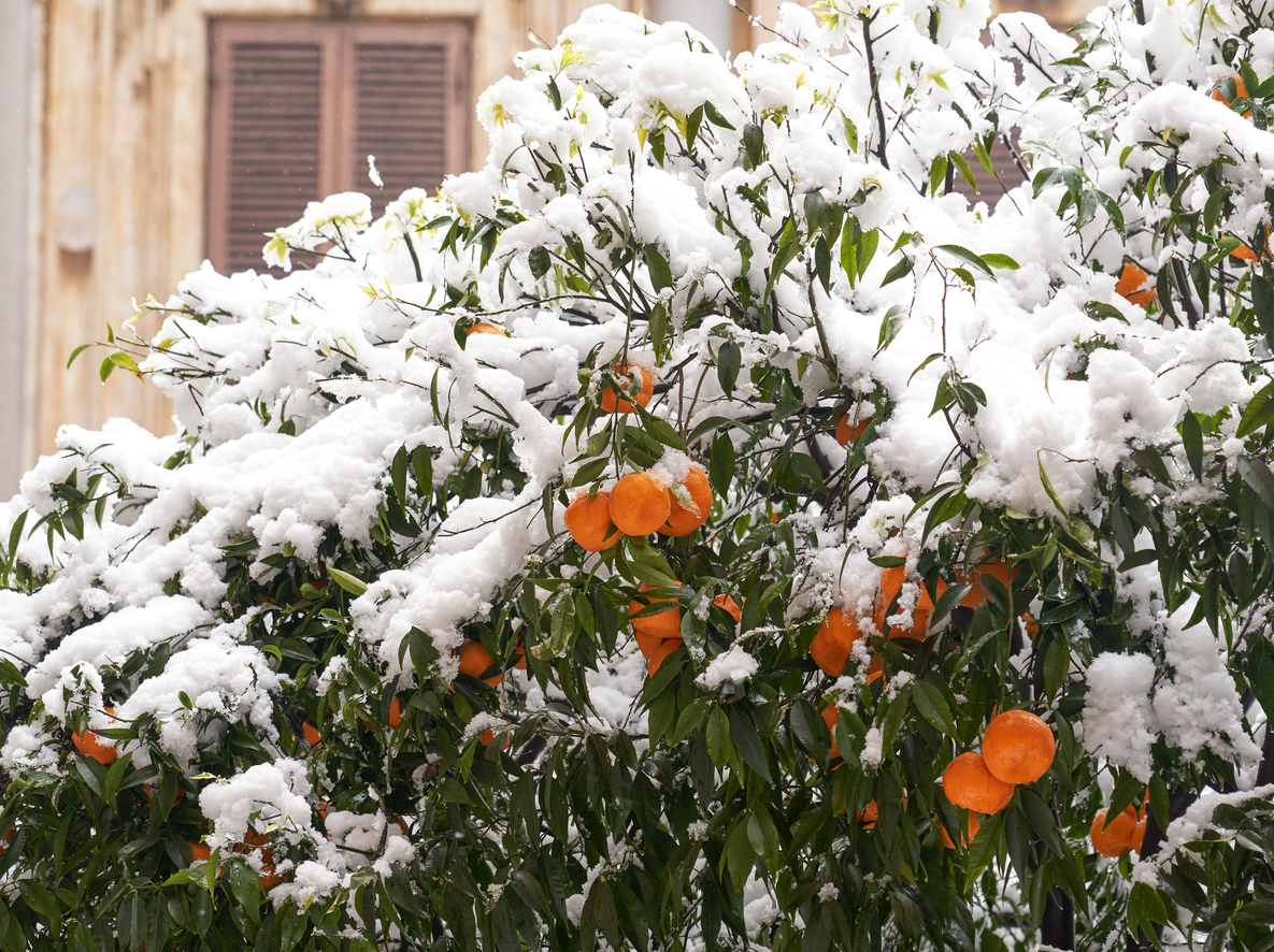 Winterizing your Orange Trees - Food Gardening Network