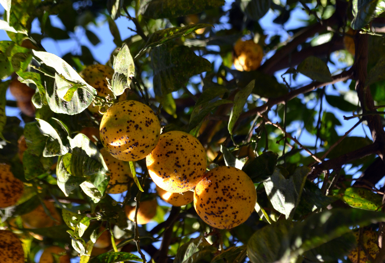 Dealing with Orange Diseases - Food Gardening Network