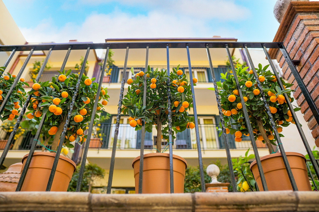 Growing Orange Trees in Containers - Food Gardening Network Growing Orange Trees in Containers - Food Gardening Network