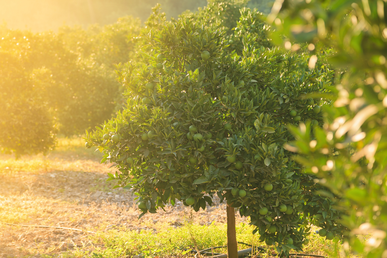 Planting Orange Trees in the Ground - Food Gardening Network