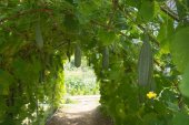 How to Build a Hanging Vegetable Arbor for Climbing Crops - Food ...
