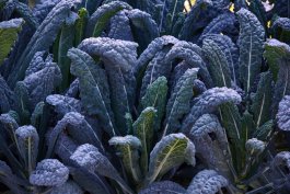 Overwintering Kale: From Frost to Feast - Food Gardening Network