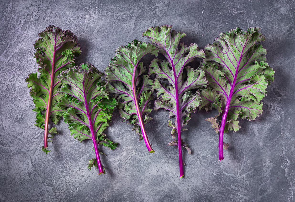 Red Russian Kale - Food Gardening Network
