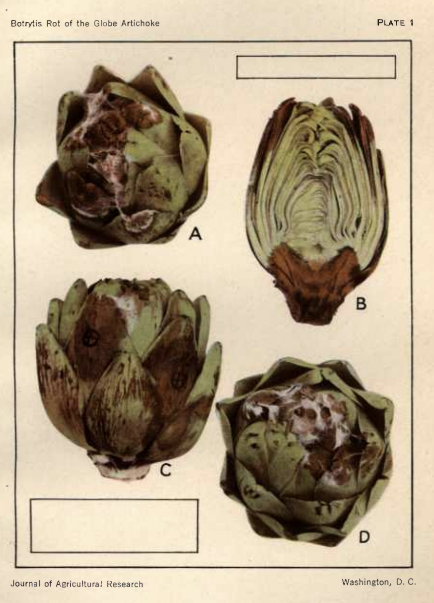 How to Stop Botrytis Rot from Killing Your Artichoke Harvest - Food ...