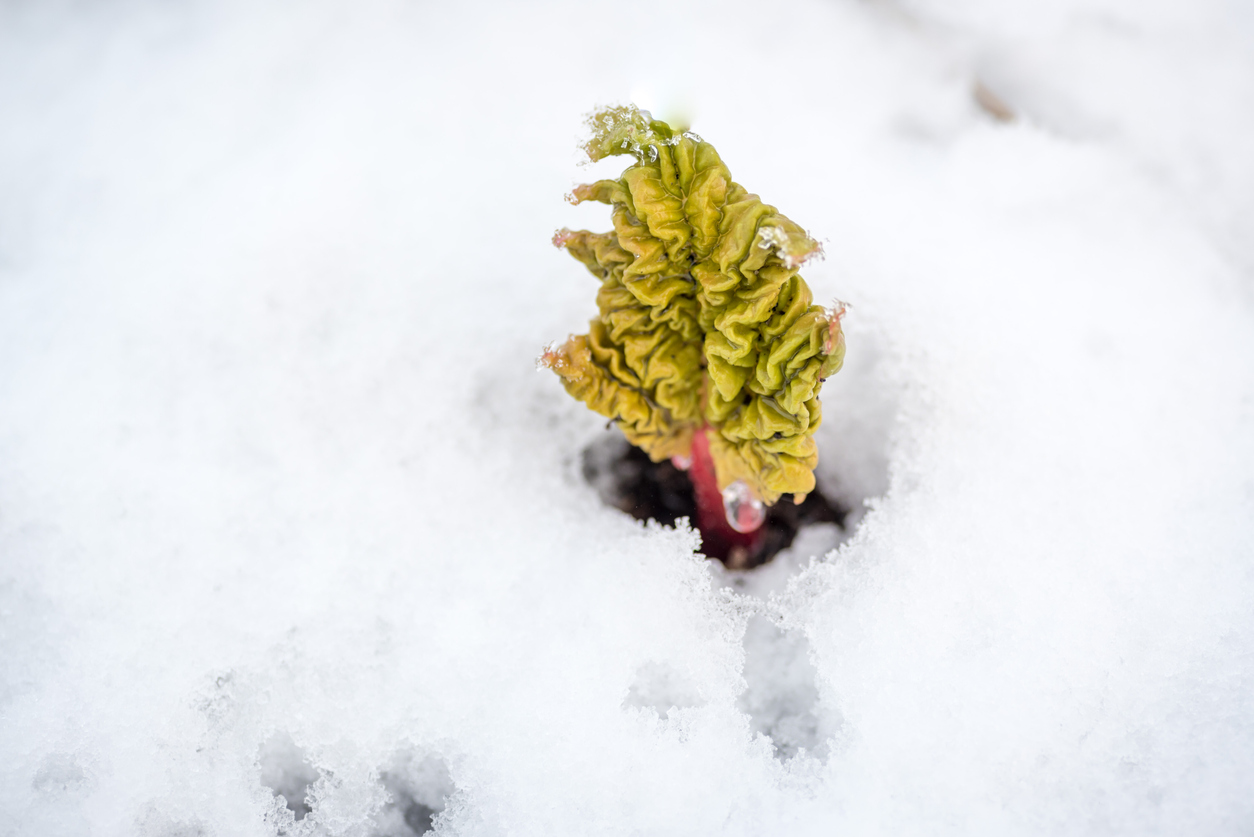 Preparing Your Rhubarb for Winter - Food Gardening Network