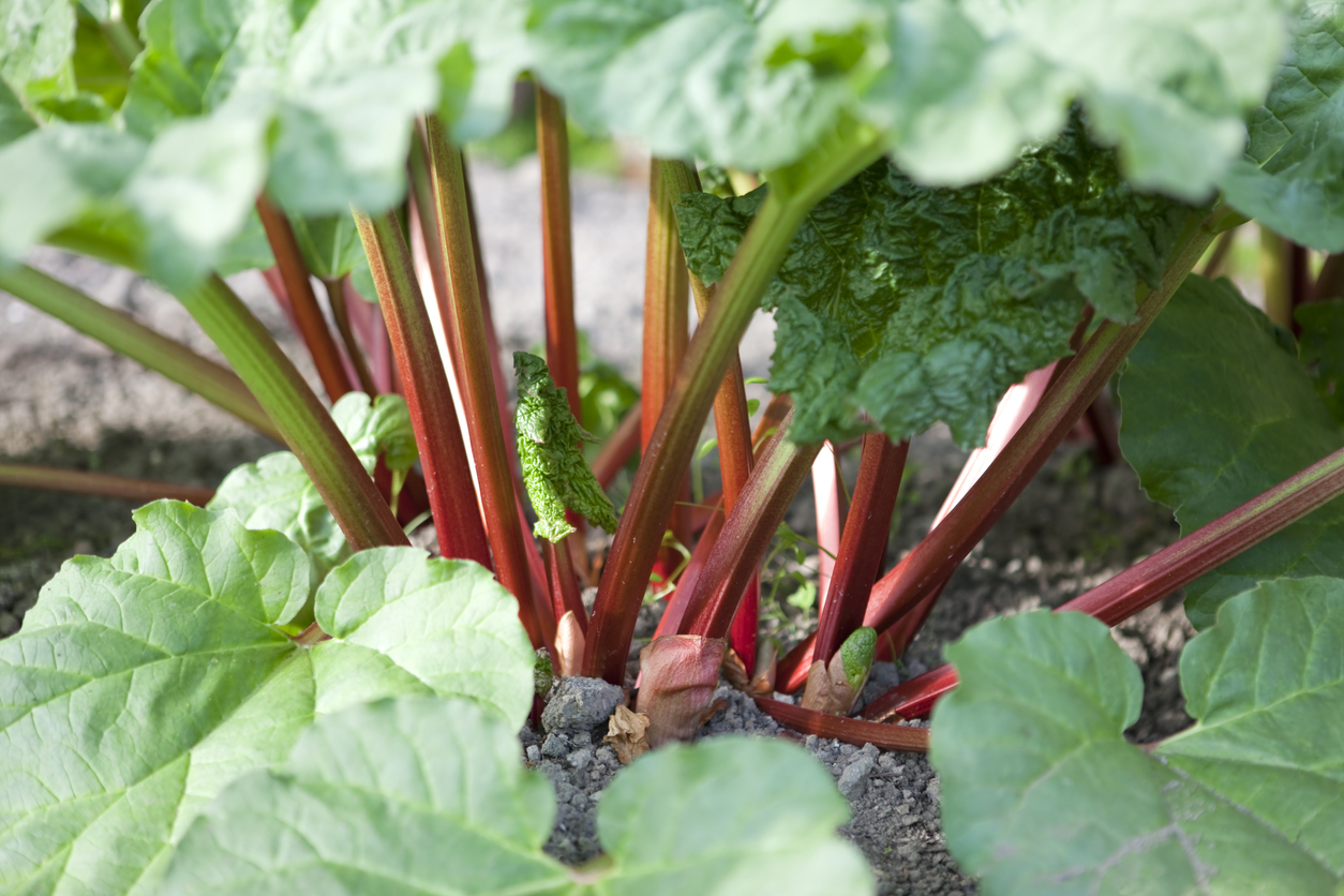 Crimson Red Rhubarb - Food Gardening Network