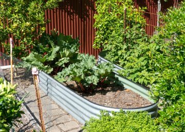 Planting Rhubarb in the Ground or in Raised Beds - Food Gardening Network