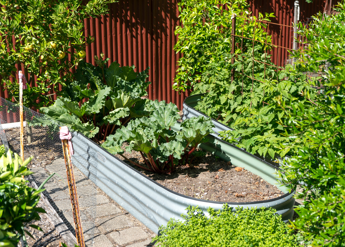 Planting Rhubarb in the Ground or in Raised Beds - Food Gardening Network