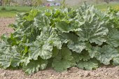 Planting Rhubarb in the Ground or in Raised Beds - Food Gardening Network