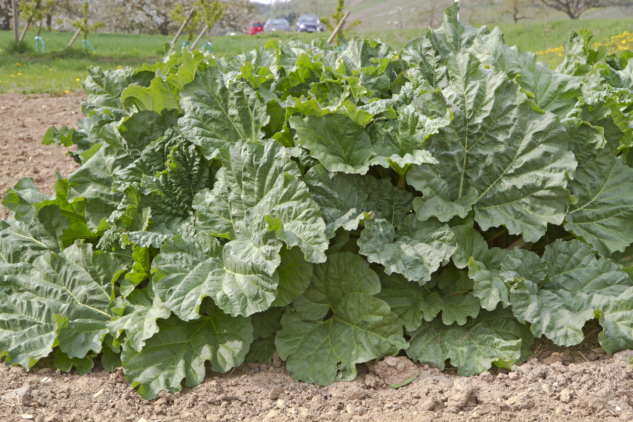 Planting Rhubarb in the Ground or in Raised Beds - Food Gardening Network
