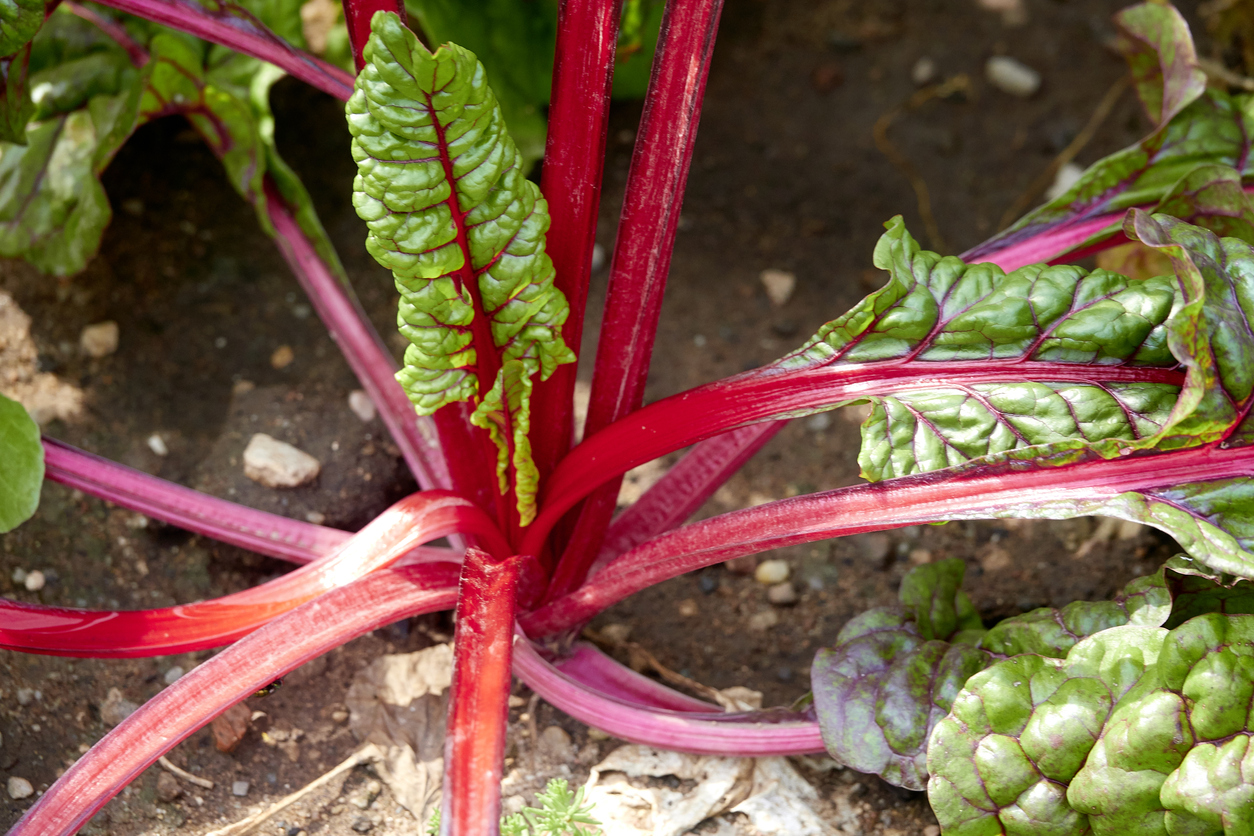 Types of Rhubarb - Food Gardening Network