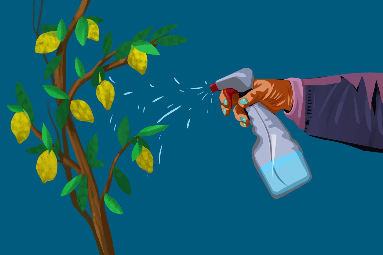 When Your Lemon Tree Flowers, But No Fruit Grows - Food Gardening Network