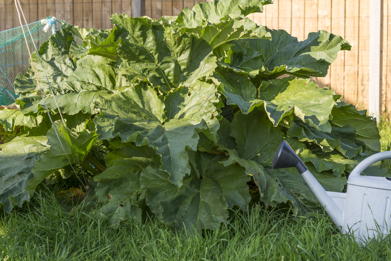 Essential Tools and Equipment for Growing and Enjoying Rhubarb - Food ...