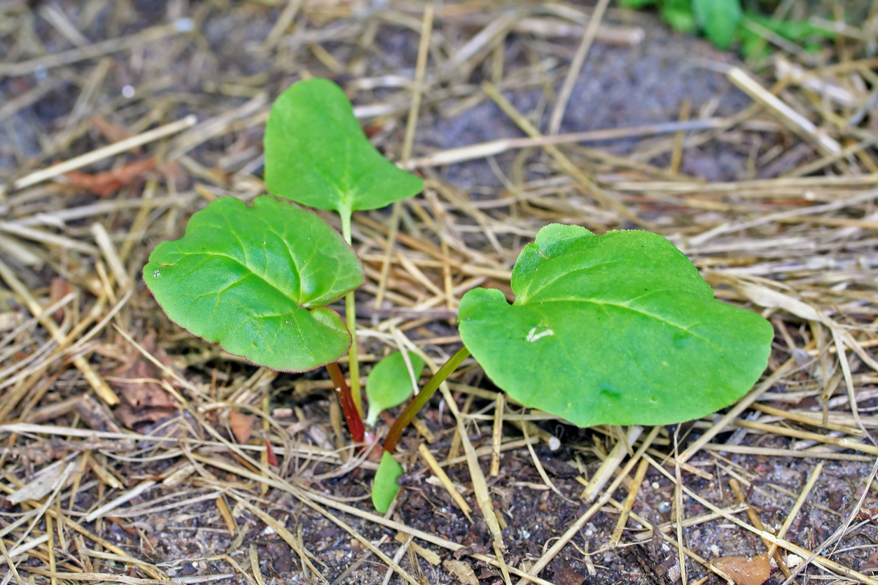 Victoria Rhubarb - Food Gardening Network