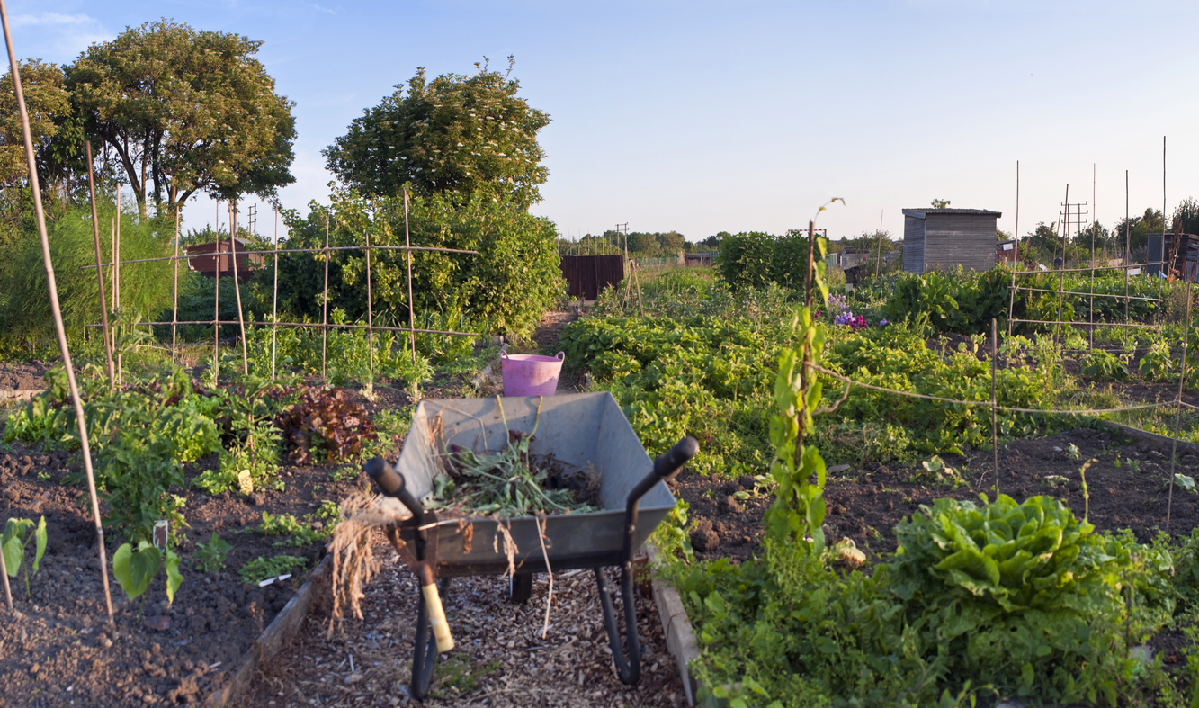 Crop Rotation Basics for a Freedom Garden - Food Gardening Network