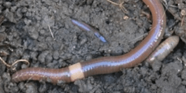 Watch Out for the Asian Jumping Worm! - Food Gardening Network
