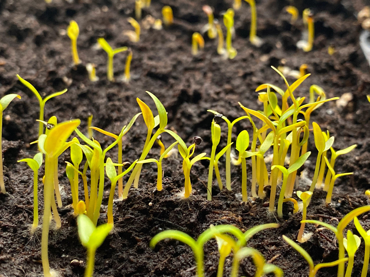 How to Cure White Mold on Seedlings - Food Gardening Network