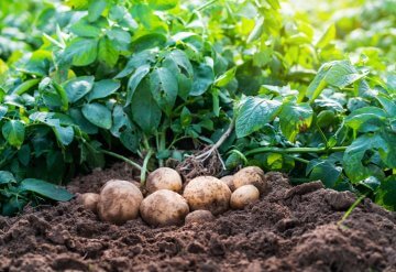 How to Get Rid of Wireworms in Potatoes - Food Gardening Network