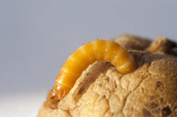 How to Get Rid of Wireworms in Potatoes - Food Gardening Network