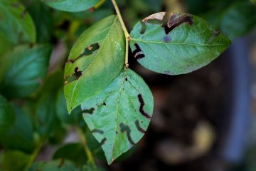 Dealing with Blueberry Pests - Food Gardening Network