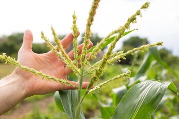 How to Hand-Pollinate Corn and Stop Growing Single-Kernel Cobs - Food ...