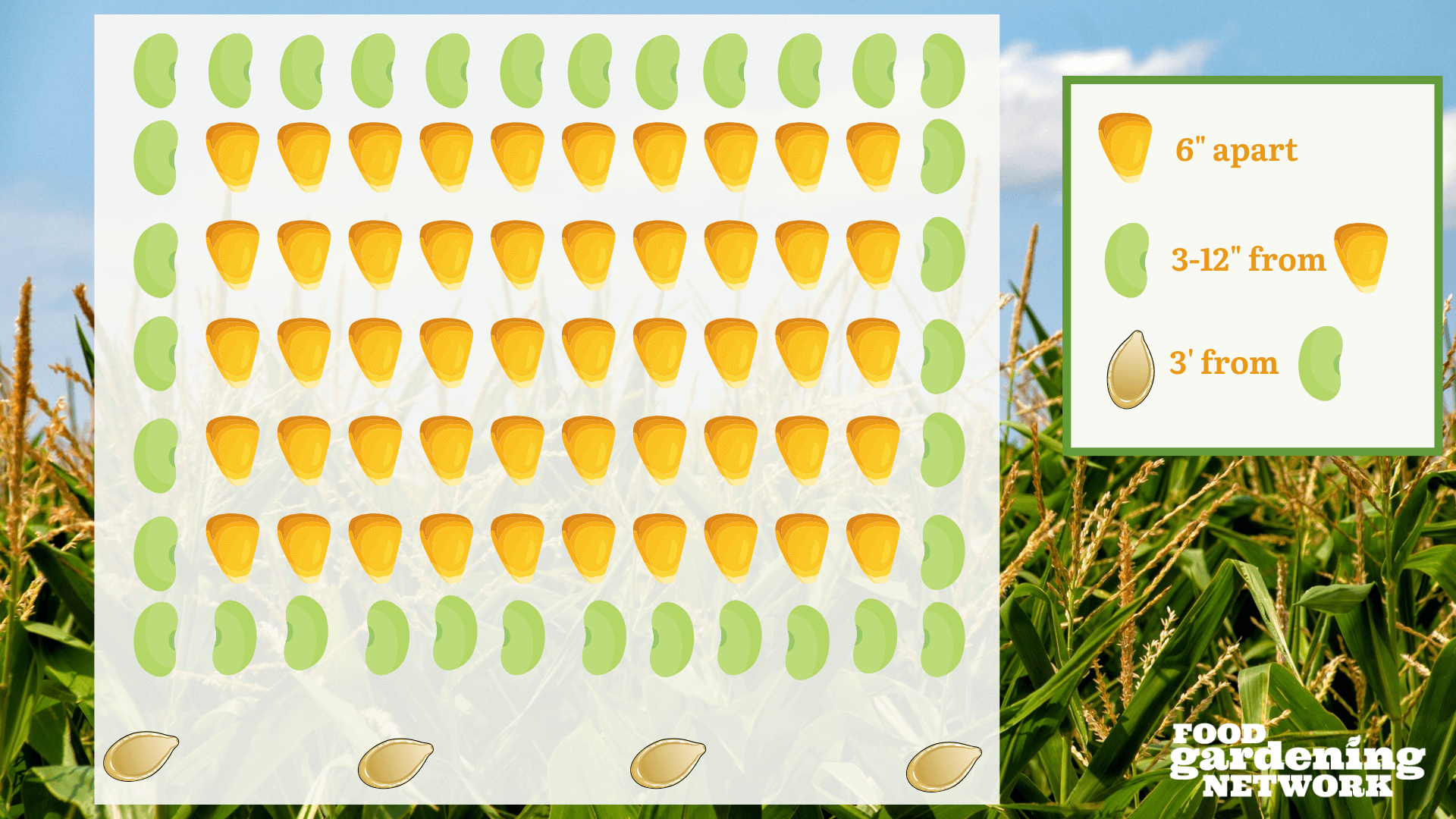 The Three Sisters of Companion Planting - Food Gardening Network