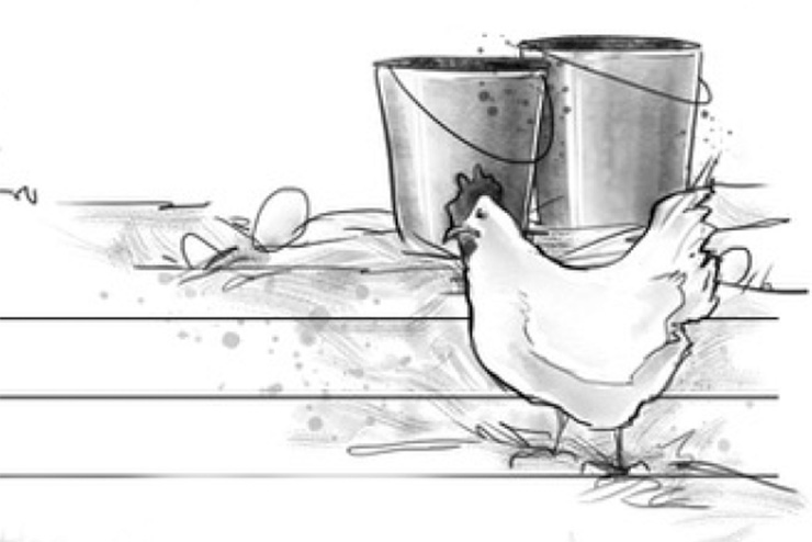 Chicken Plop Tea - Food Gardening Network